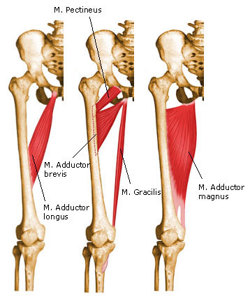 SW Sportmassage © - Anatomie - Adductoren